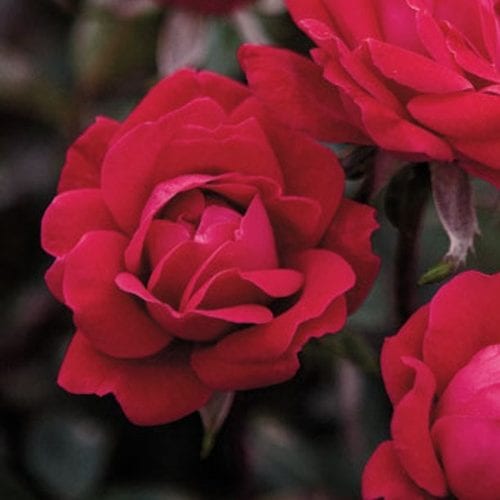 Double Red Knock Out® Rose - 3 gallon container – Lots of Plants