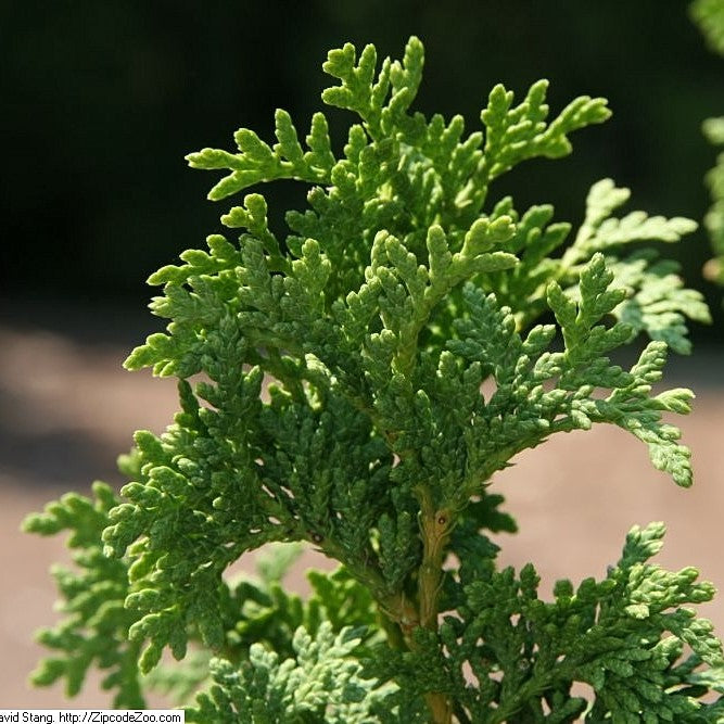 DeGroot's Spire Arborvitae - 3 gallon container – Lots of Plants