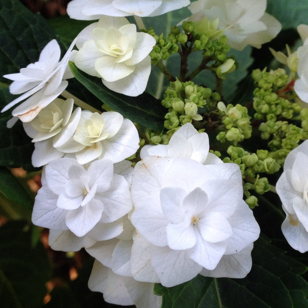 Double Delights™ Wedding Gown Hydrangea - 3 gallon container – Lots of ...