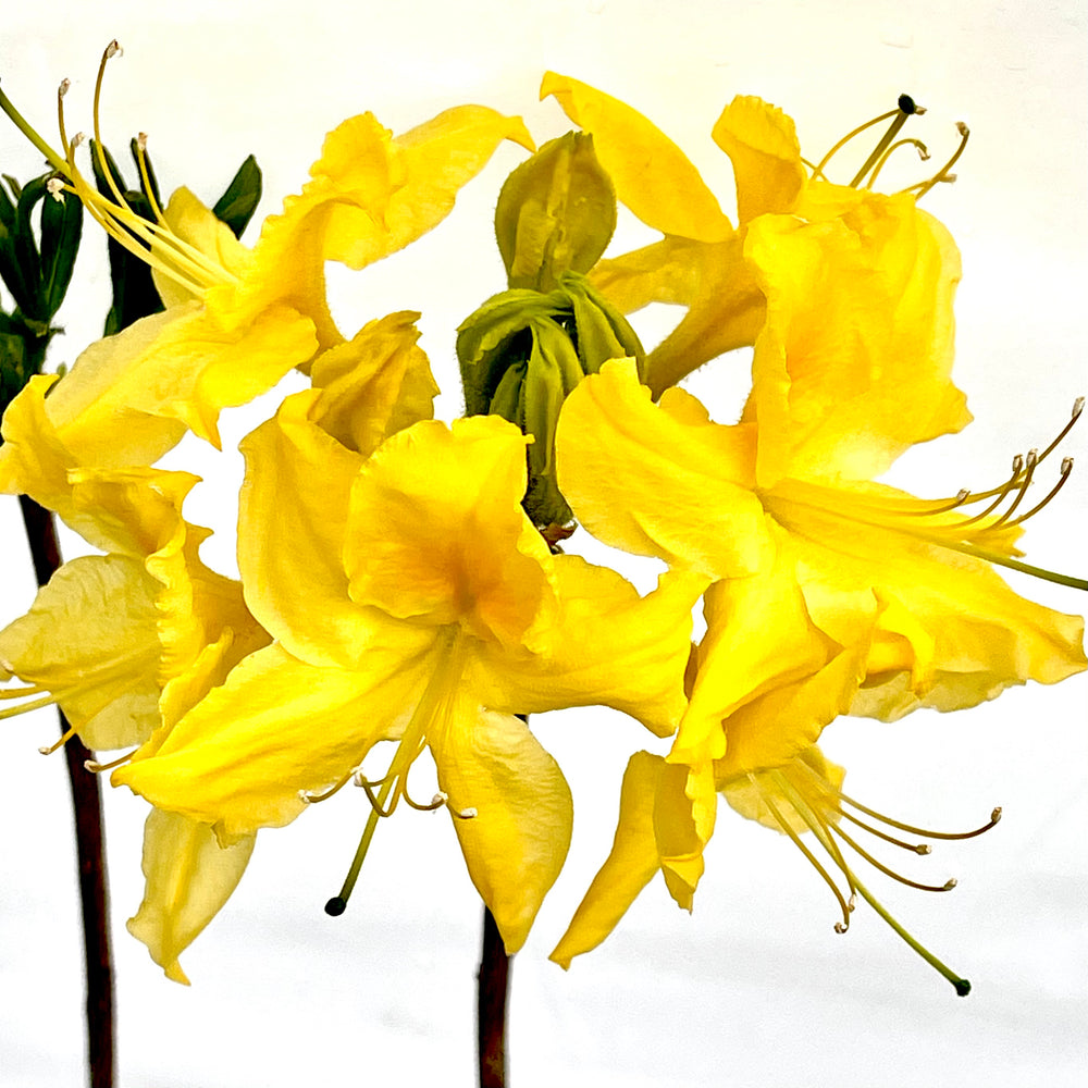 Lemon Lights Deciduous Azalea - 3 gallon container – Lots of Plants