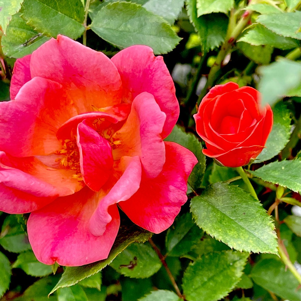 Coral Knock Out® Rose - 3 gallon container – Lots of Plants