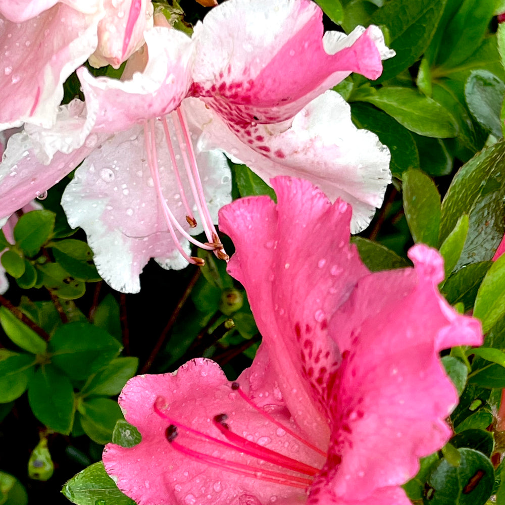 Conversation Piece Azalea - 3 gallon container – Lots of Plants