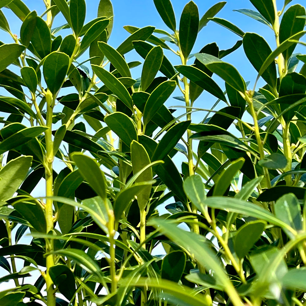 Strongbox® Inkberry Holly - 3 gallon container – Lots of Plants