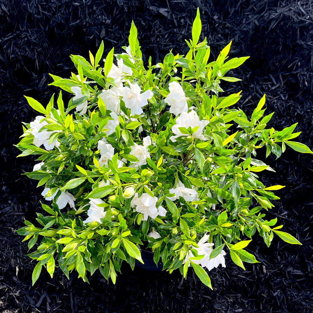 Snow Puff Gardenia - 3 gallon container – Lots of Plants