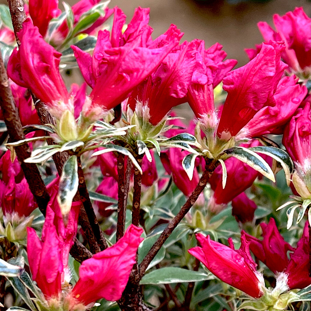 Azalea Girard 'The Robe'- 3 gallon container – Lots of Plants