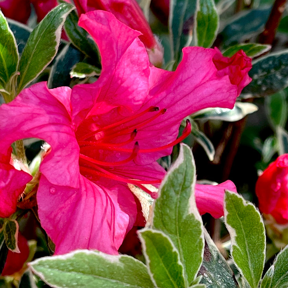 Azalea Girard 'The Robe'- 3 gallon container – Lots of Plants