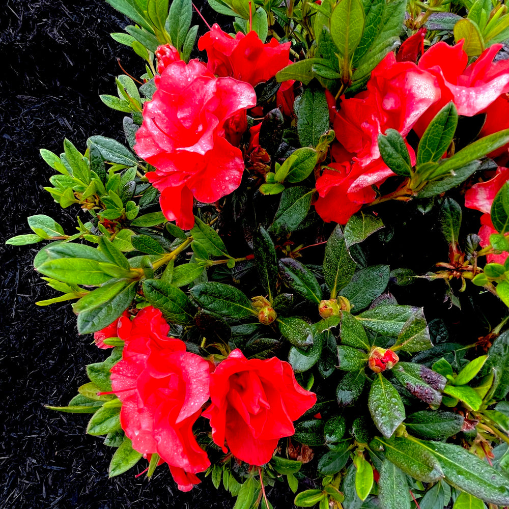 Autumn Embers® Encore Azalea - 3 gallon container – Lots of Plants
