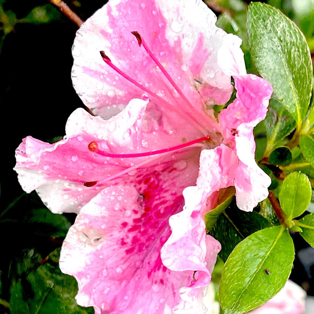 Conversation Piece Azalea - 3 gallon container – Lots of Plants
