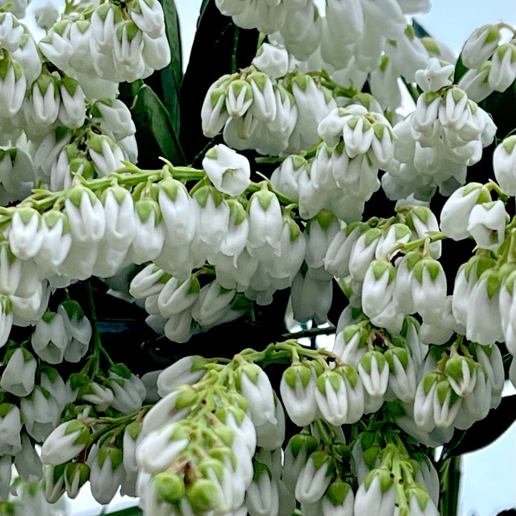 Prelude Pieris - 2 gallon container – Lots of Plants