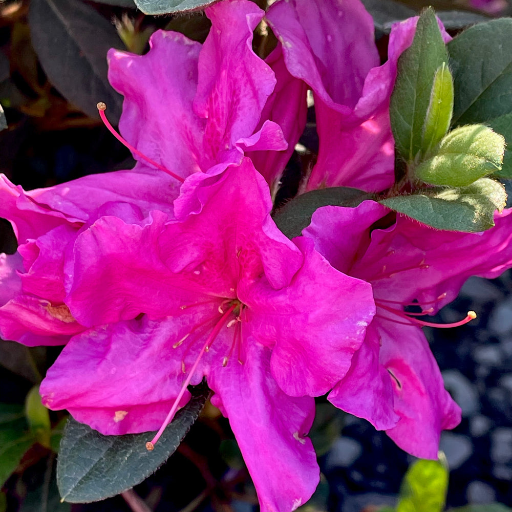 Autumn Royalty® Encore Azalea - 3 gallon container – Lots of Plants