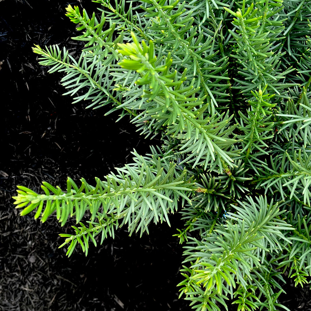 Yewtopia Plum Yew - 3 gallon container – Lots of Plants