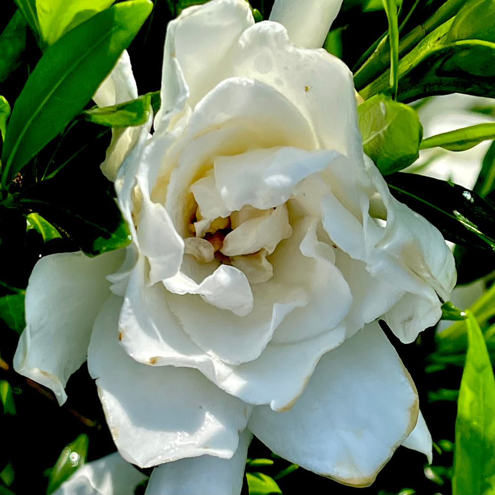 Snow Puff Gardenia - 3 gallon container – Lots of Plants