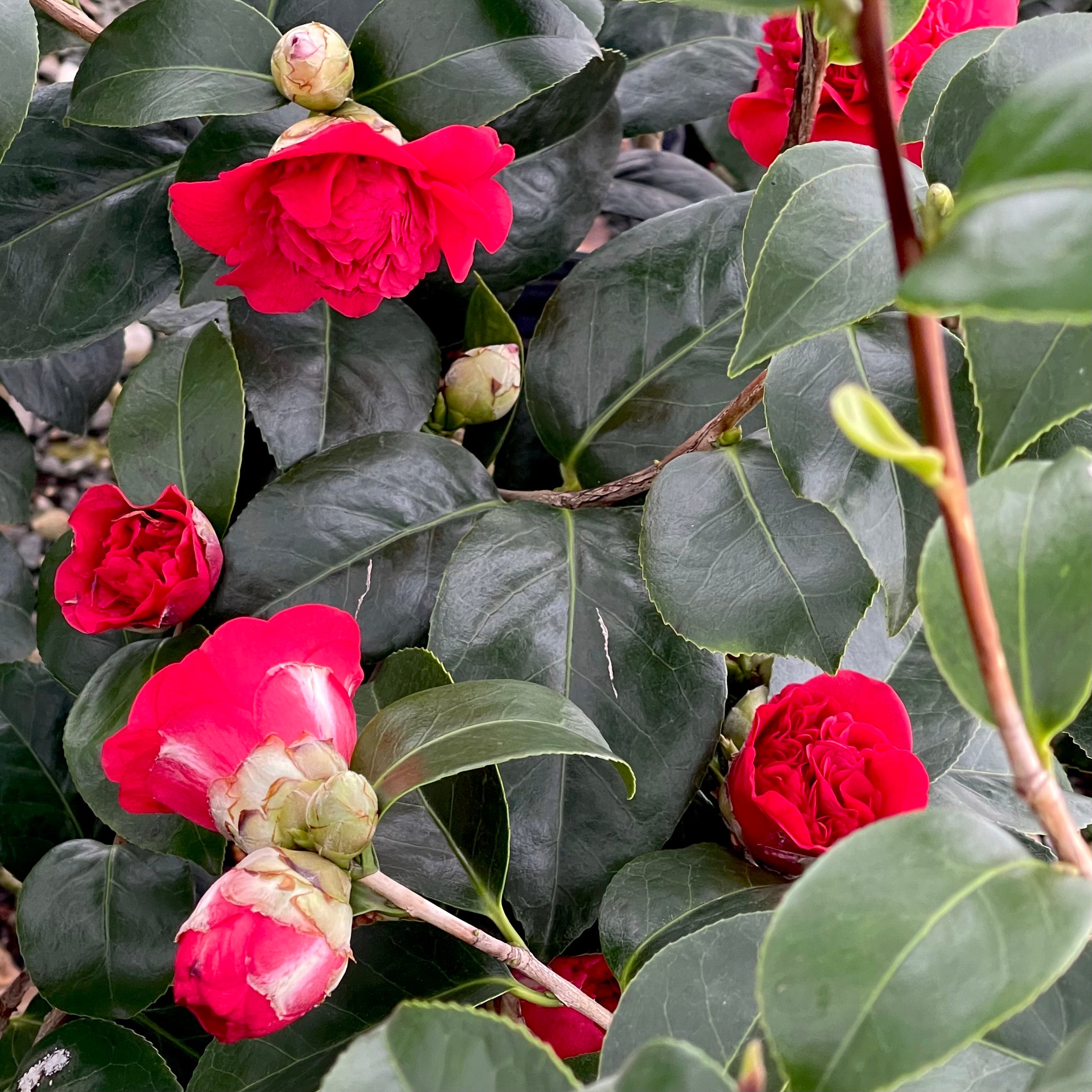 Red Camellia Tree