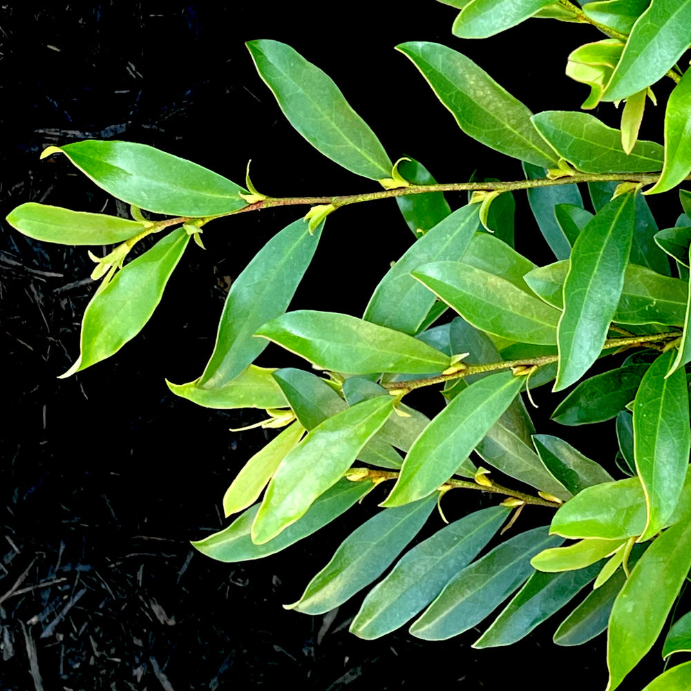 Swing Low® Distylium - 3 gallon container – Lots of Plants