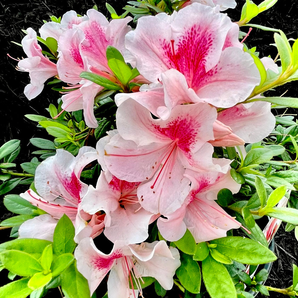 Autumn Chiffon® Encore Azalea - 3 gallon container – Lots of Plants