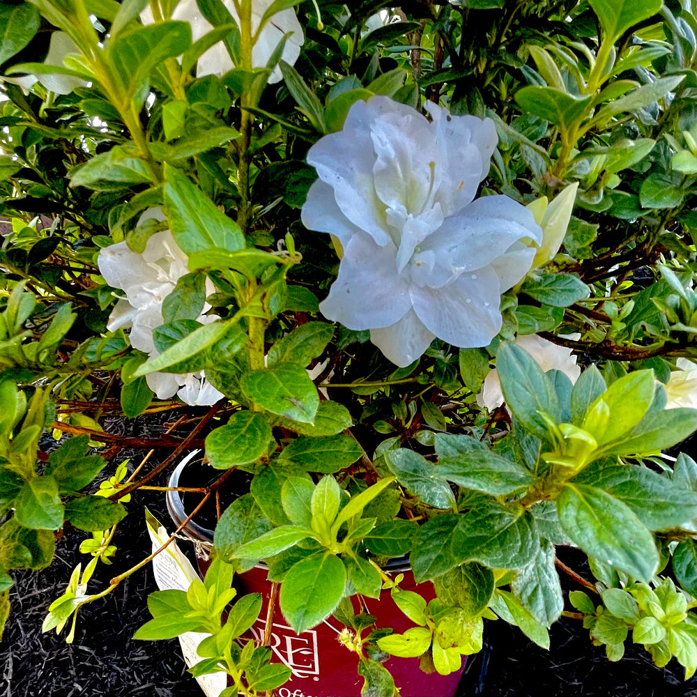 Autumn Moonlight® Encore Azalea - 3 gallon container – Lots of Plants