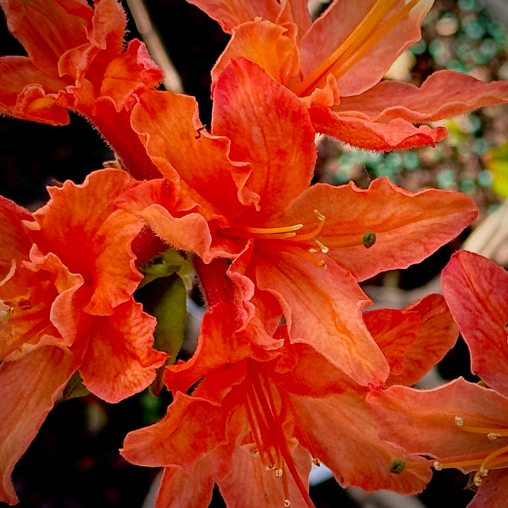 Gibraltar Deciduous Azalea - 3 gallon container – Lots of Plants