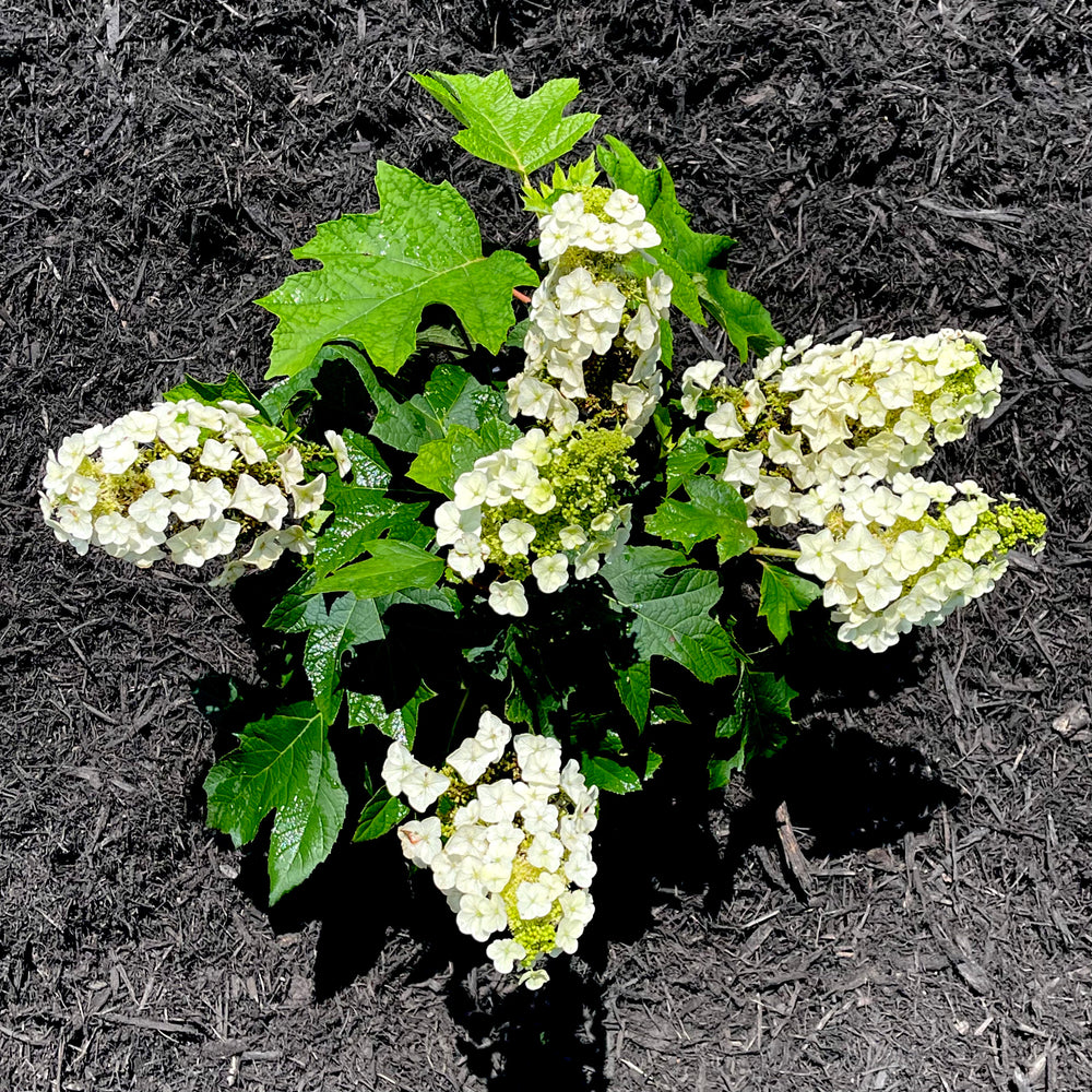 Munchkin Hydrangea - 3 gallon container – Lots of Plants