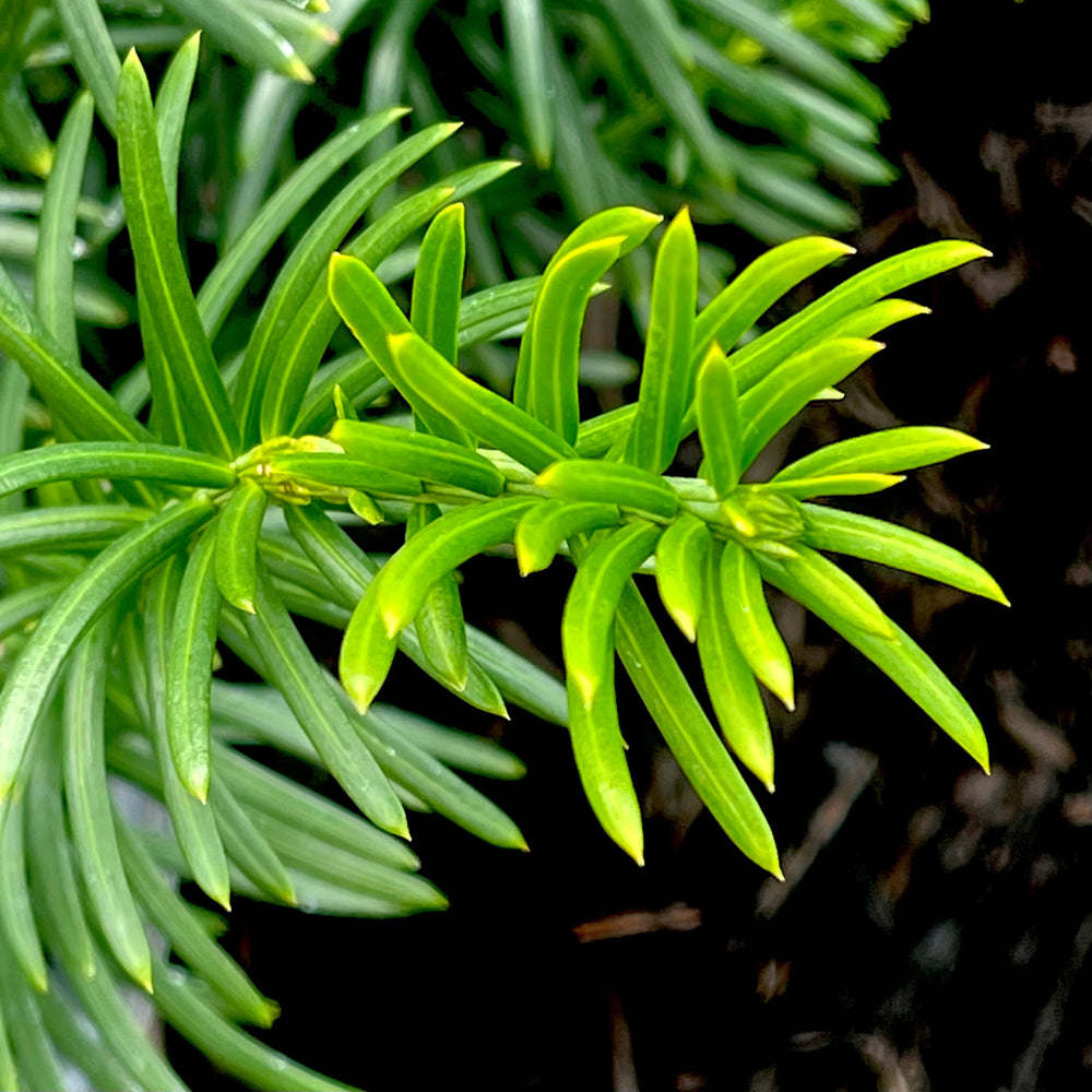 Yewtopia Plum Yew - 3 gallon container – Lots of Plants