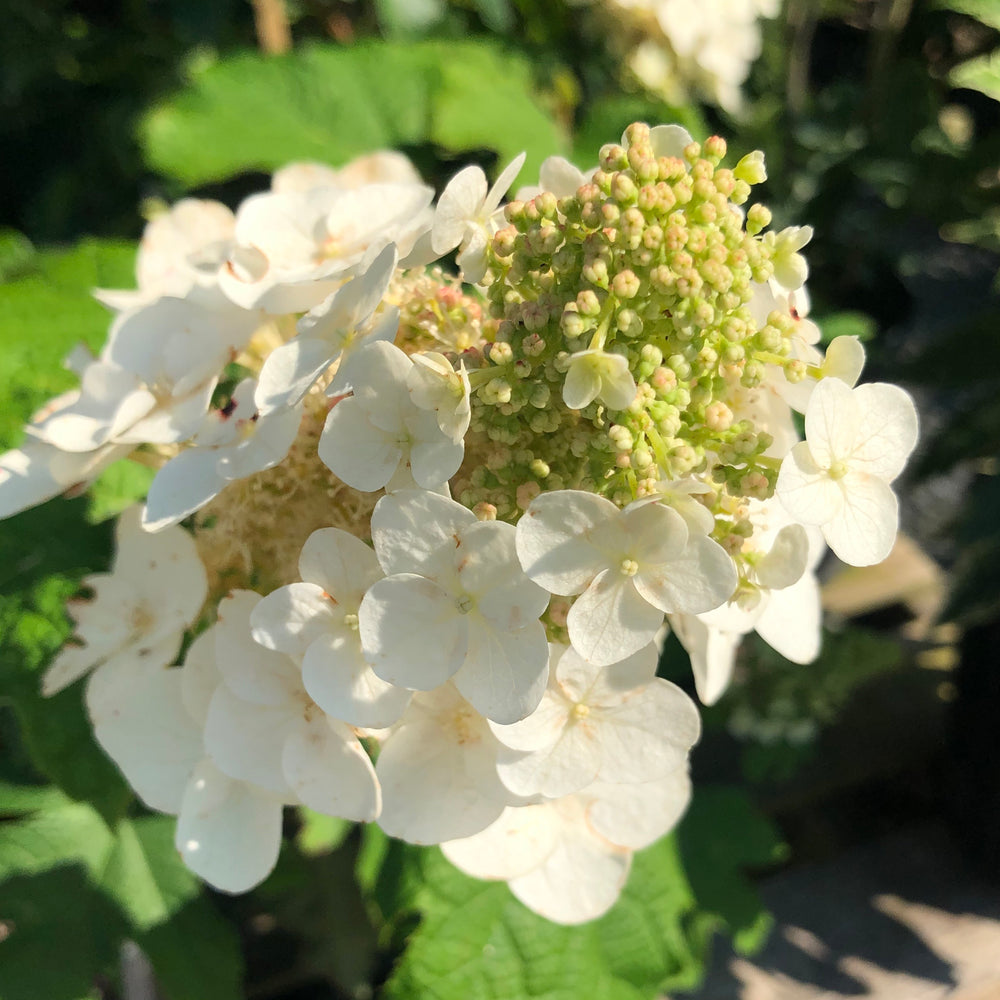 Ruby Slippers Hydrangea - 3 gallon container – Lots of Plants