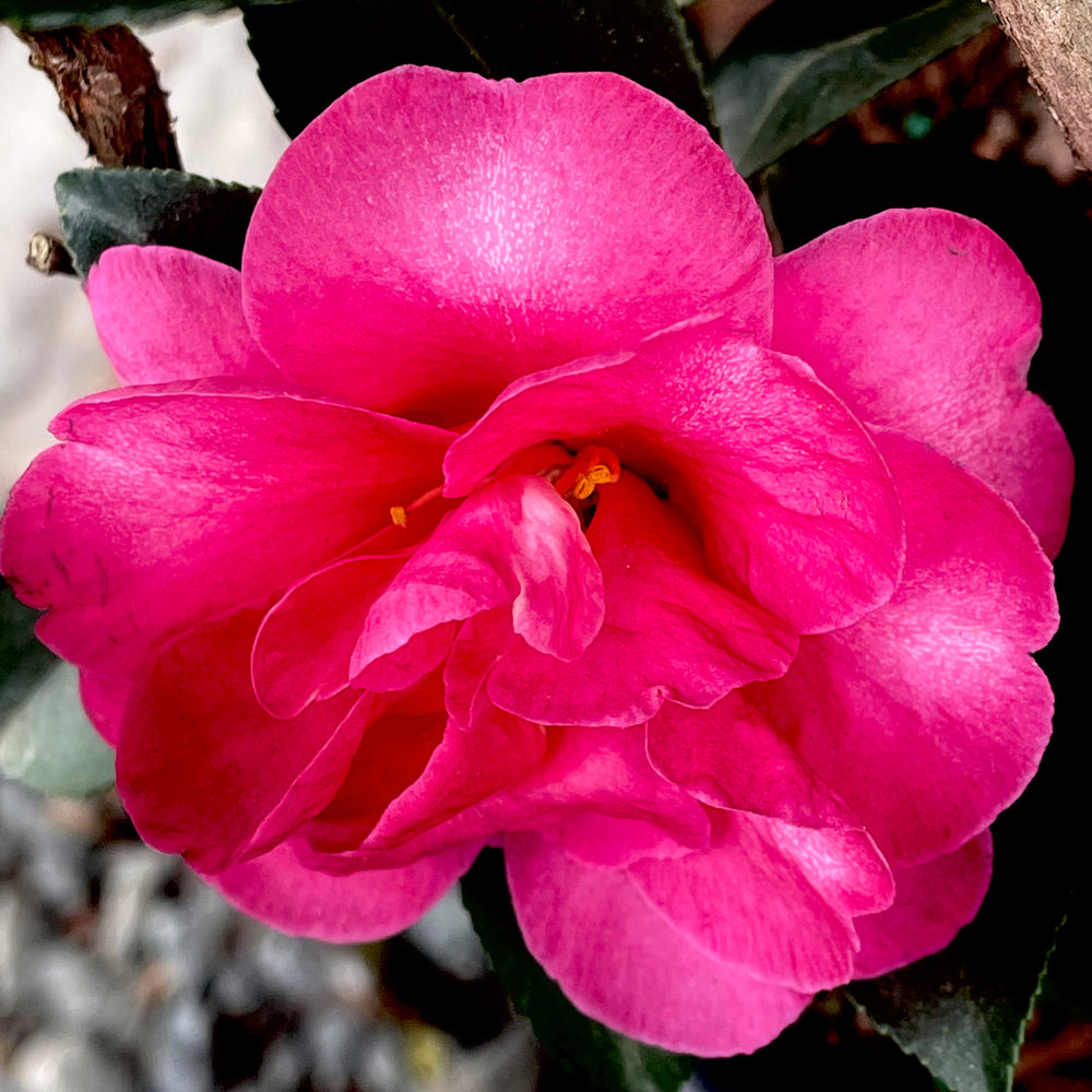 Kanjiro Camellia - 3 gallon container – Lots of Plants