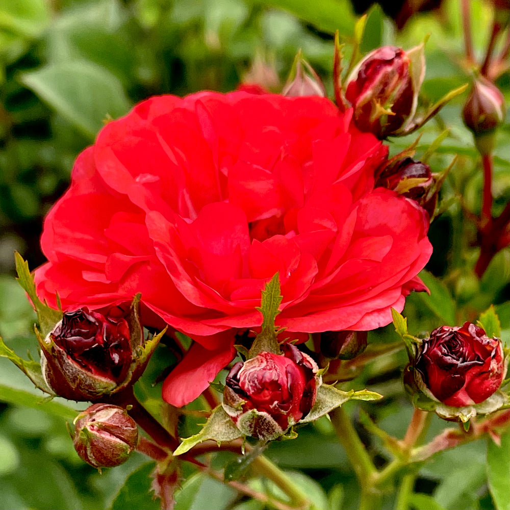 Coral Drift® Rose - 3 gallon container – Lots of Plants