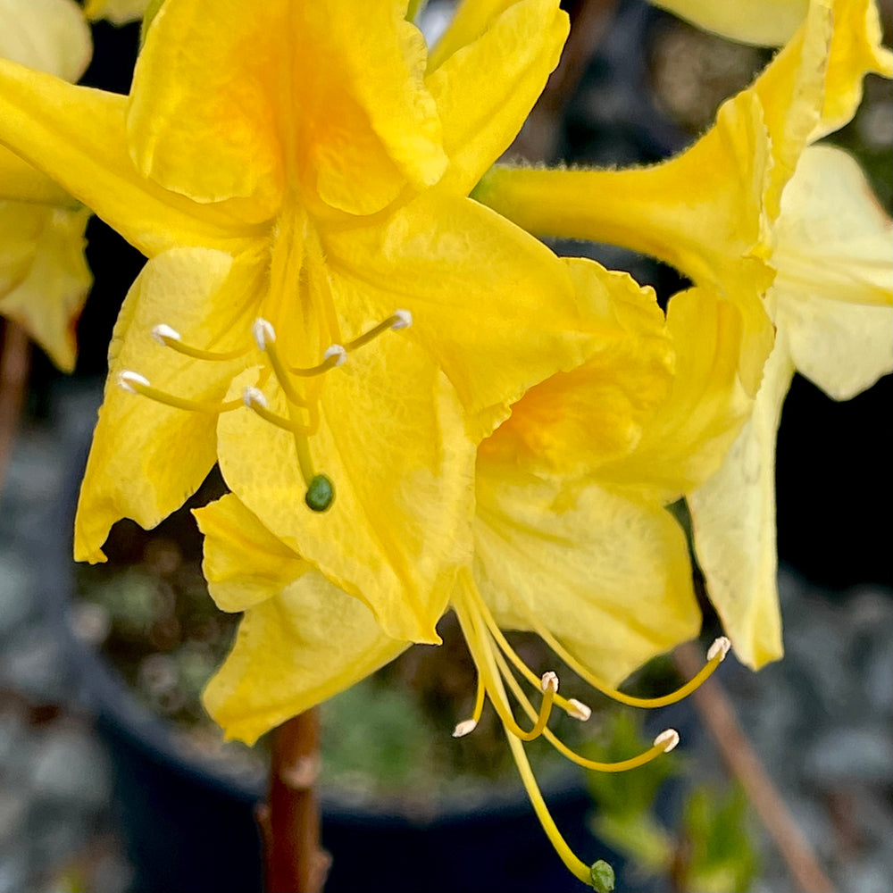 Lemon Lights Deciduous Azalea - 3 gallon container – Lots of Plants