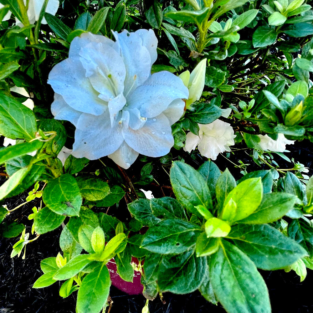 Autumn Moonlight® Encore Azalea - 3 gallon container – Lots of Plants