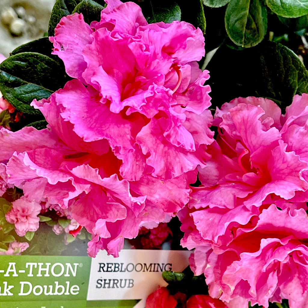 Bloom-A-Thon® Pink Double Azalea- 3 gallon container – Lots of Plants
