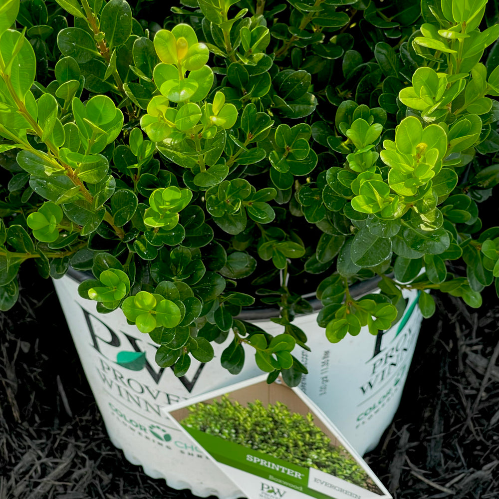 Sprinter® Boxwood - 3 or 7 gallon container – Lots of Plants