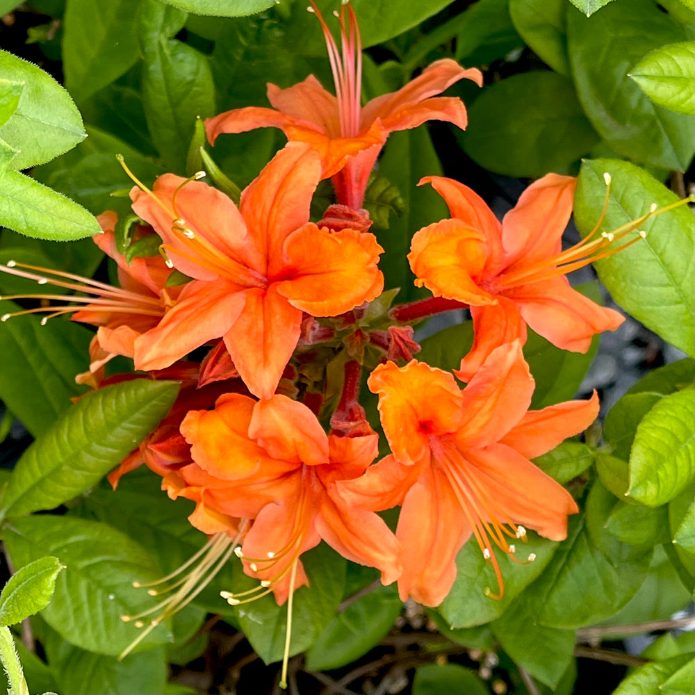 Tangerine Delight Decidious Azalea - 2 gallon container – Lots of Plants