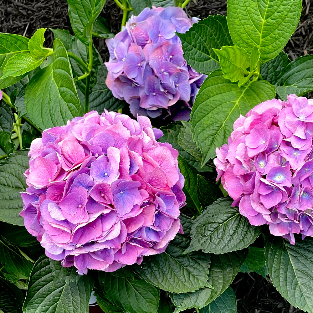 L.A. Dreamin'™ Hydrangea - 3 gallon container – Lots of Plants