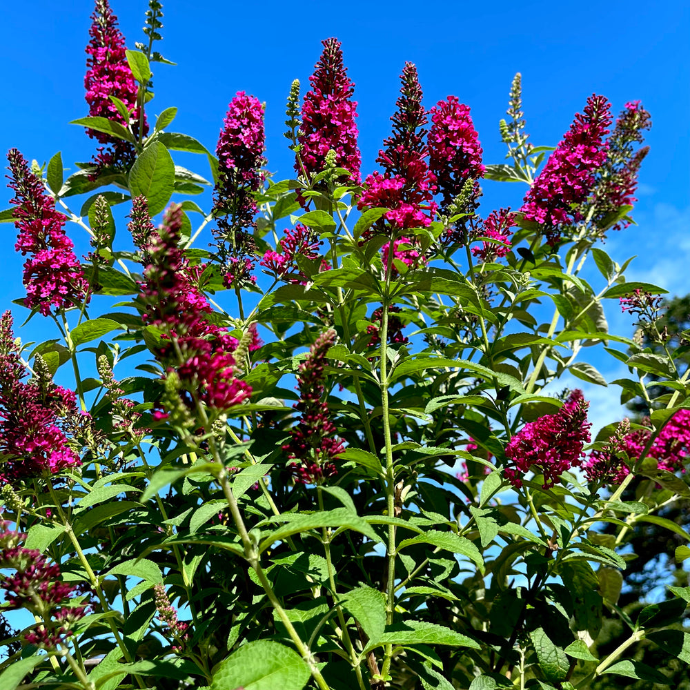 Miss Molly Butterfly Bush - 3 gallon container – Lots of Plants