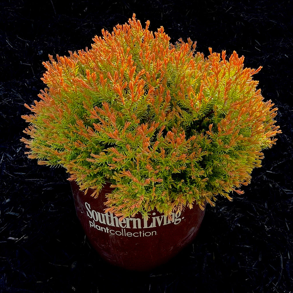 Fire Chief Arborvitae - 3 gallon container – Lots of Plants