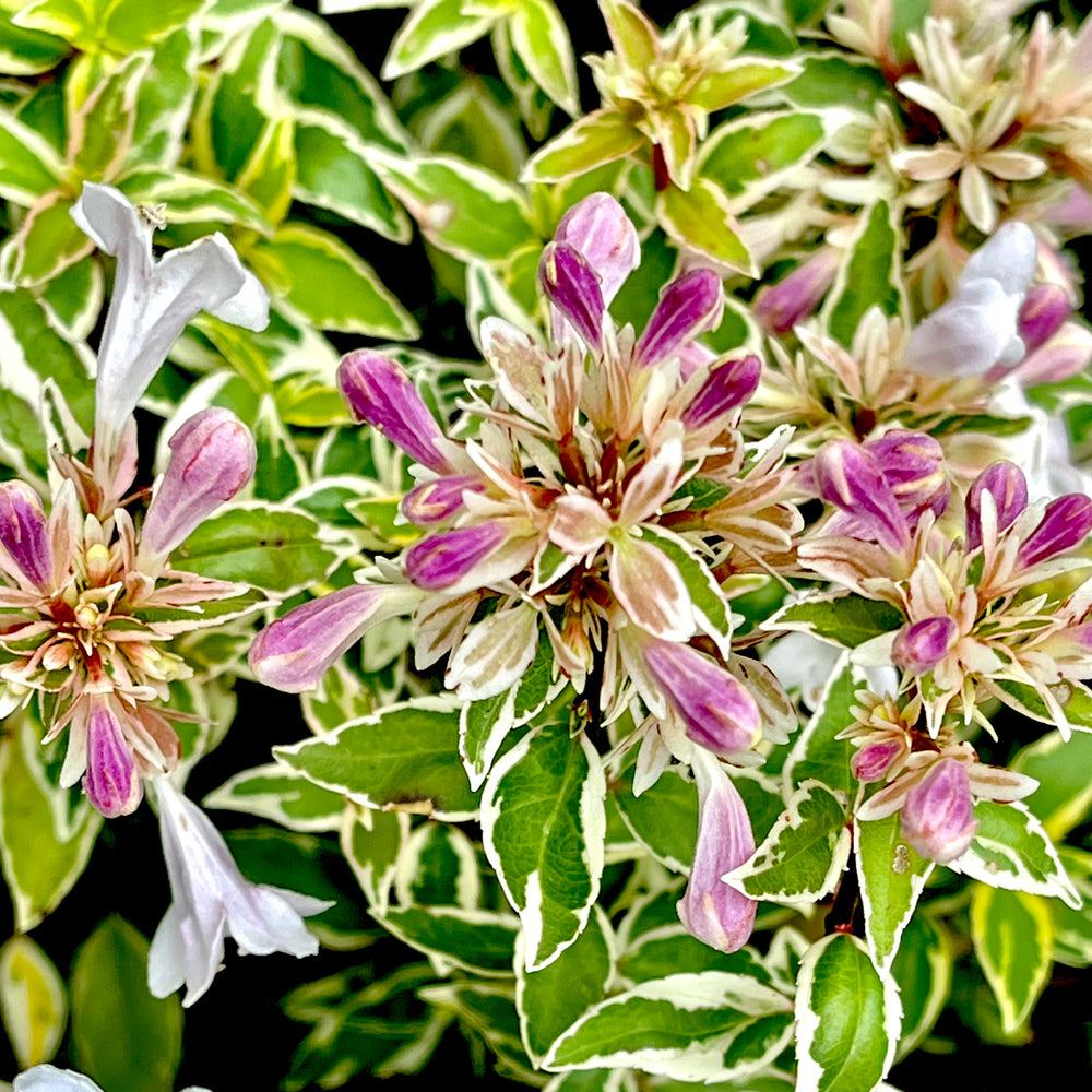Radiance Abelia - 3 gallon container – Lots of Plants