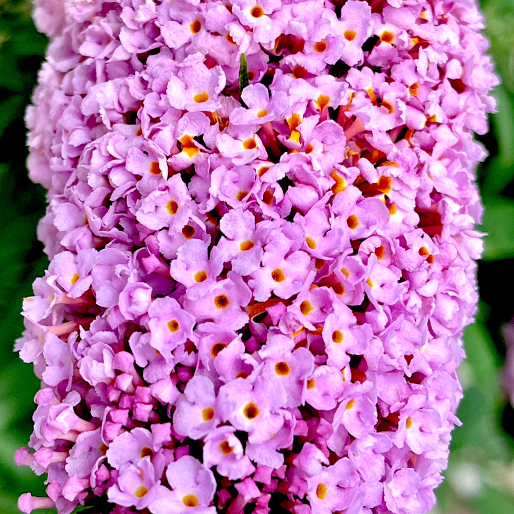 Pugster Pink® Butterfly Bush - 3 gallon container – Lots of Plants