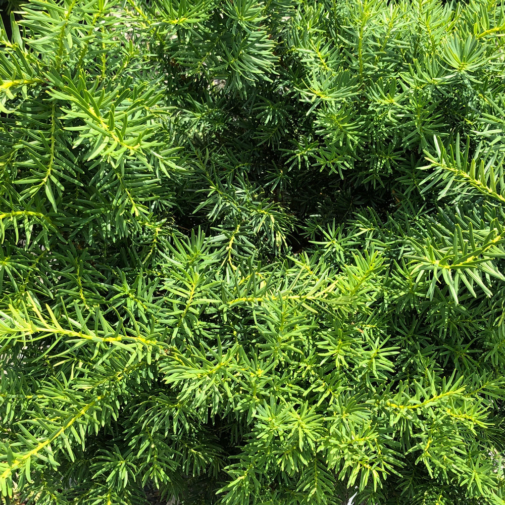 Dense Spreading Yew - 3 gallon container – Lots of Plants