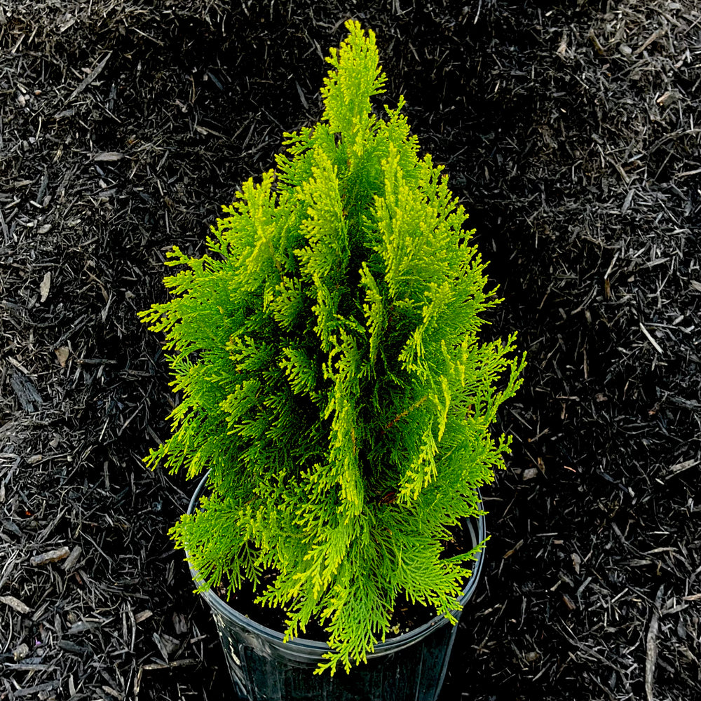 Morgan Arborvitae - 3 or 7 gallon container – Lots of Plants