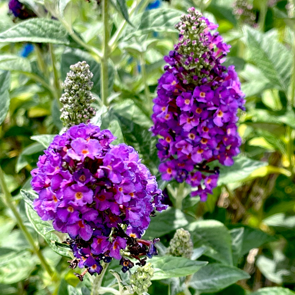 Miss Violet Butterfly Bush - 3 gallon container – Lots of Plants