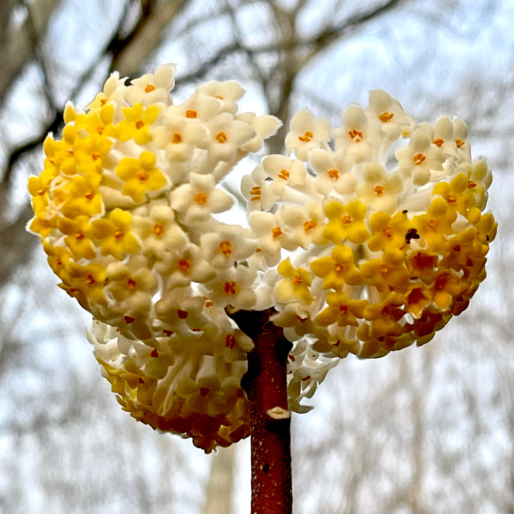 Edgeworthia Chrysantha Paperbush - 3 gallon container – Lots of Plants