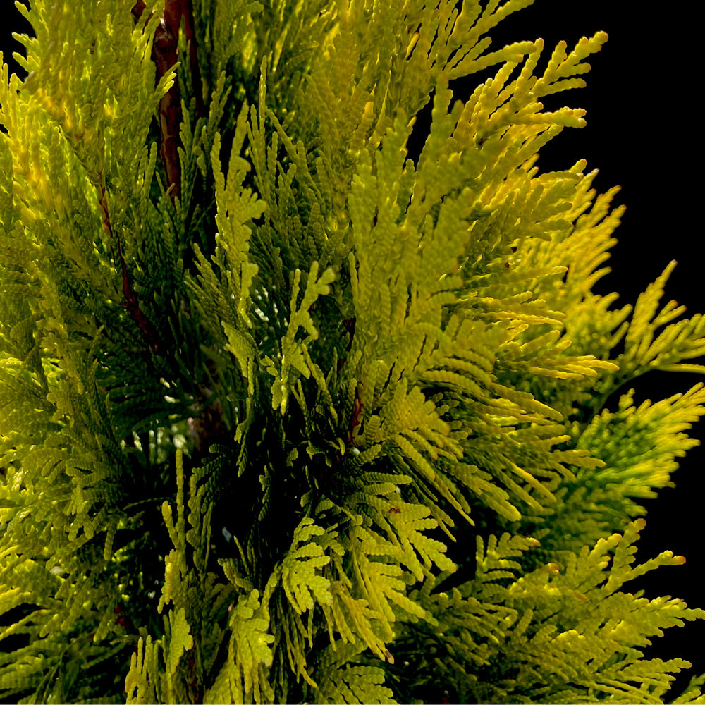 Forever Goldy Arborvitae - 3 gallon container – Lots of Plants