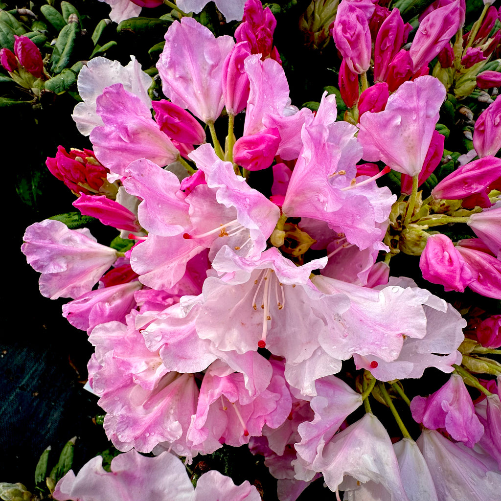 Crete Rhododendron - 2 gallon container – Lots of Plants