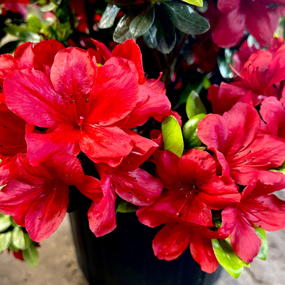 Midnight Flare Azalea - 3 gallon container – Lots of Plants