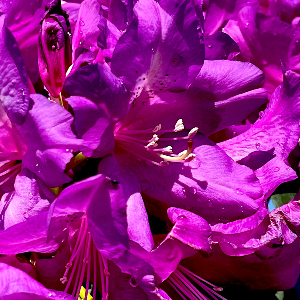Purple Passion Rhododendron - 3 gallon container – Lots of Plants