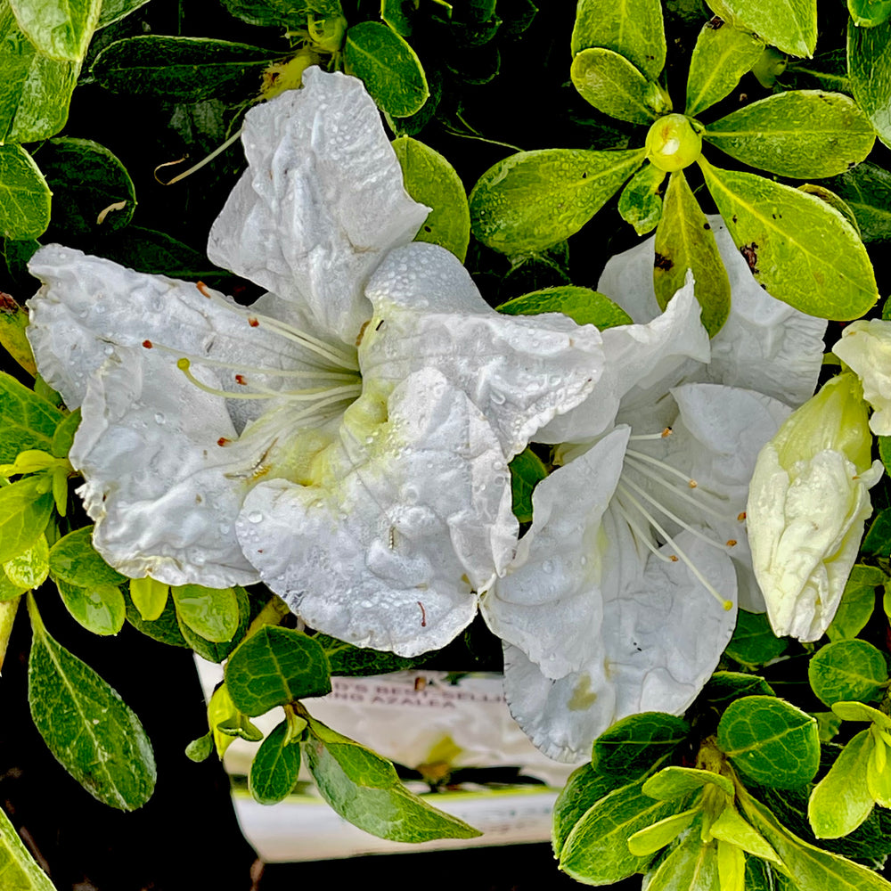 Autumn Angel® Encore Azalea - 3 gallon container – Lots of Plants