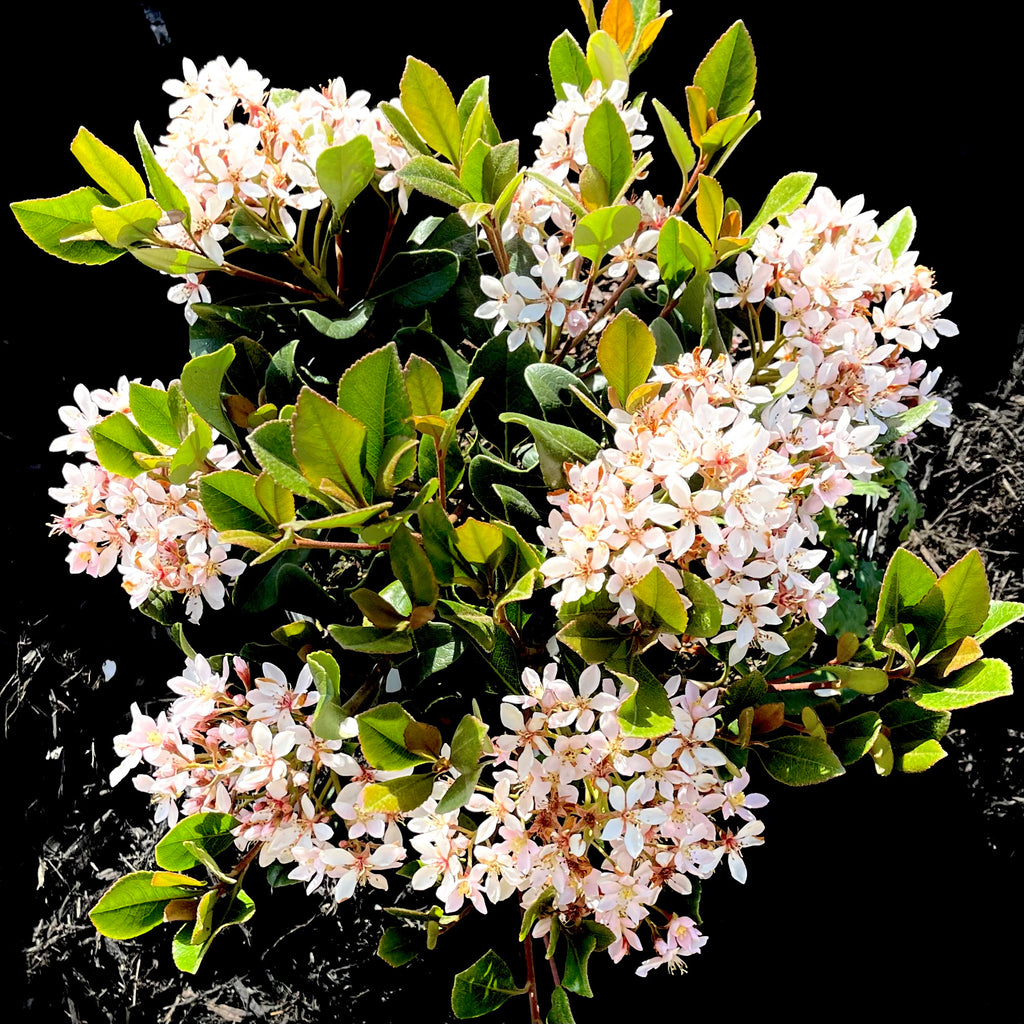 Eleanor Taber Indian Hawthorne - 3 gallon container – Lots of Plants