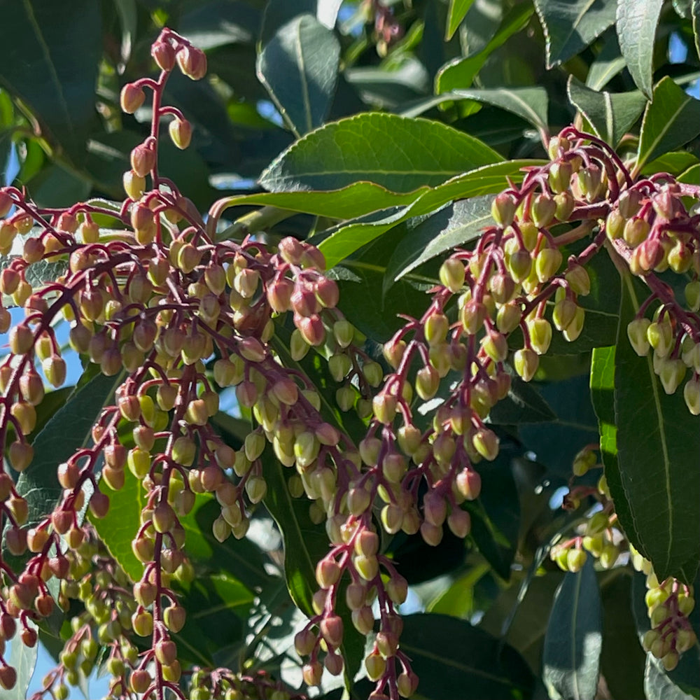 Mountain Fire Pieris - 3 gallon container – Lots of Plants