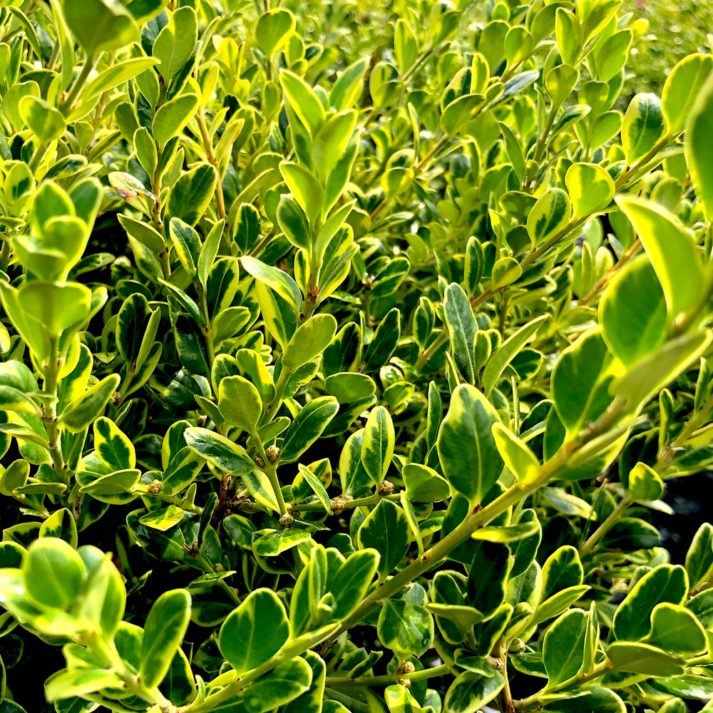 Golden Dream Boxwood - 3 gallon container – Lots of Plants