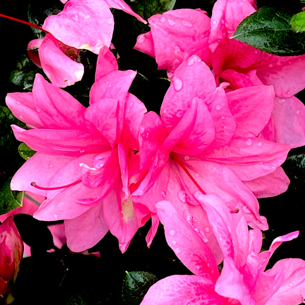 Autumn Empress® Encore Azalea- 3 gallon container – Lots of Plants
