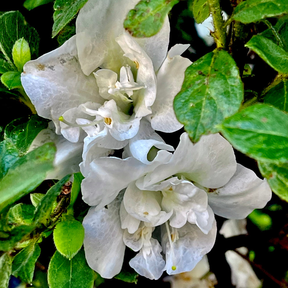 Autumn Moonlight® Encore Azalea - 3 gallon container – Lots of Plants